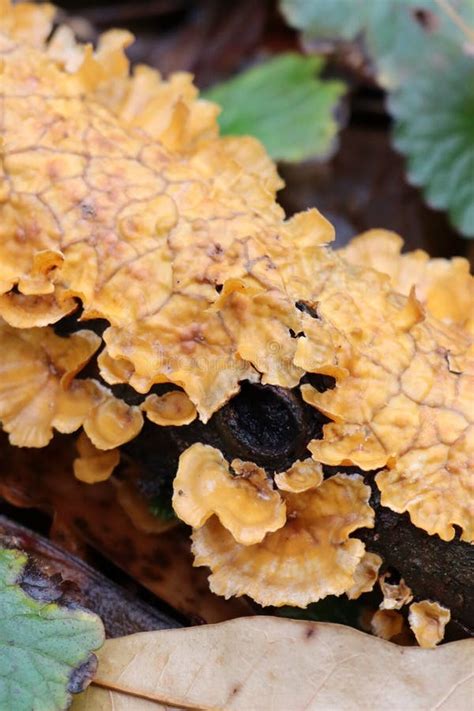 Orange Ruffled Shelf Fungi On Tree Branch Ii Stock Image Image Of