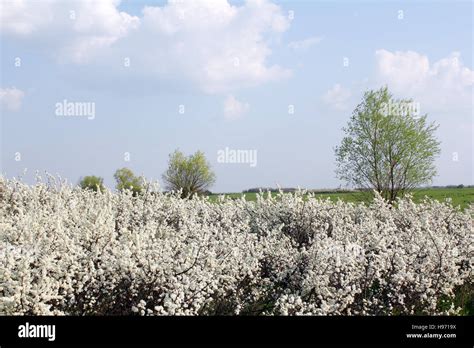 Trees With White Flowers Hi Res Stock Photography And Images Alamy