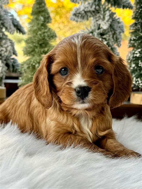 Ginger Cavapoo Puppy 💗 Sold Precious Pups Usa