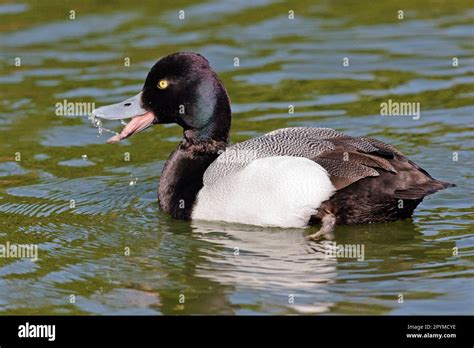 Violet Duck Lesser Scaup Aythya Affinis Violet Ducks Lesser Scaup