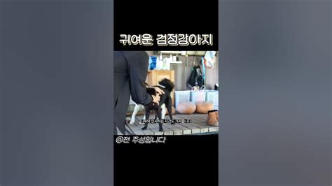 귀여운 검정 강아지🐶 Youtube