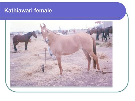 9breedsofhorsezoologicalclassificationcommonterminologypptx