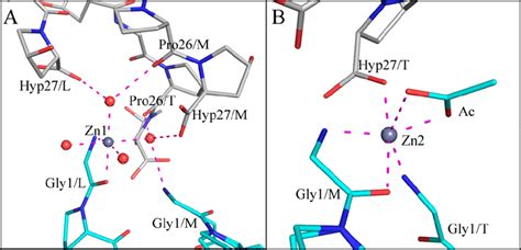 Zinc Binding In The Form I Structure The Hydrogen Bonding Network Of