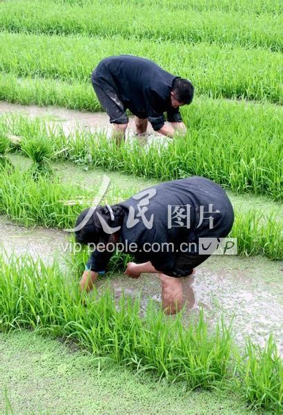四川华蓥：川东旱区秧苗满栽满插 人民图片网