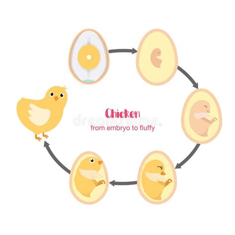 Chicken Life Cycle Stock Illustrations 250 Chicken Life Cycle Stock