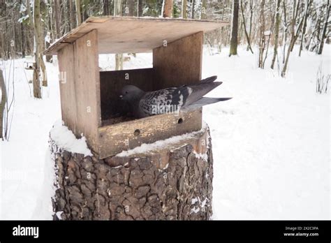 Hanging Homemade Feeder Or Platform For Feeding Birds And Squirrels In