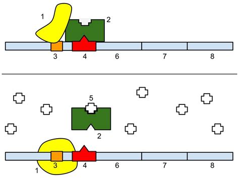 Operator Genetics Definition And Function Biology Dictionary