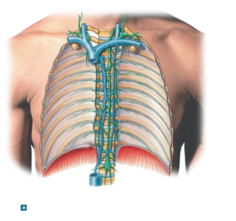 Lymphatic Ducts And Lymphatic Drainage Part 1 Diagram Quizlet