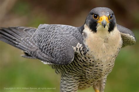 Eslora El halcón peregrino