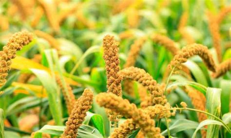 Millets Good For People The Environment And Farmers