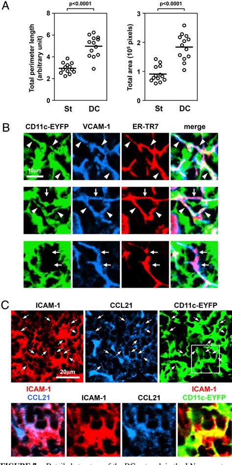 Figure 3 From Node Via Lfa 1icam 1 Interstitial T Cell Migration In The Lymph Dendritic Cells