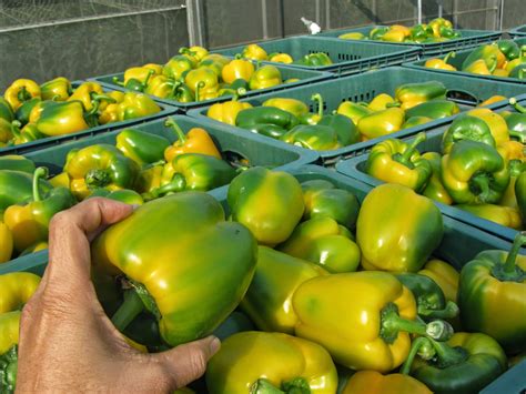 Estudiando Agricultura en Taiwán Pimiento morrón transporte limpieza y empaque