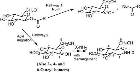 Scheme 1 Reactivity Pathways Of Acyl Glucosides By Analogy With Acyl Download Scientific