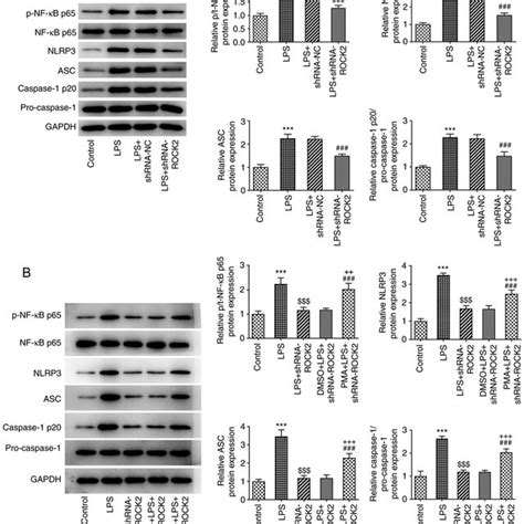 Effect Of Rock2 Silencing On Lps Induced Inflammation And Apoptosis In