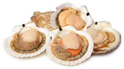 Raw Scallops In Shell