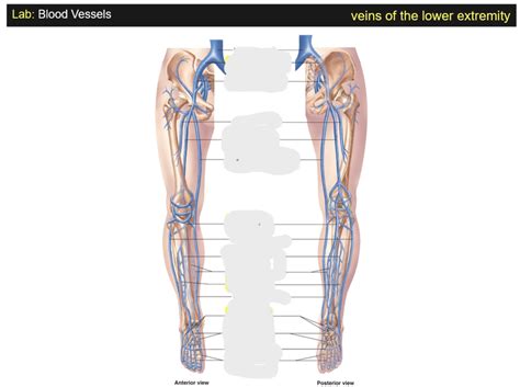 Veins Of The Lower Extremities Diagram Quizlet