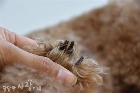 강아지 발톱 자르는법 주기적으로 관리해주세요 네이버 블로그