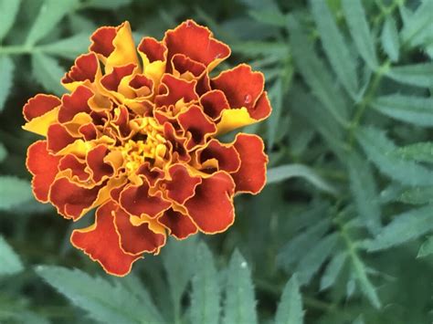 French Marigold Tagetes Patula Southern Garden Nursery