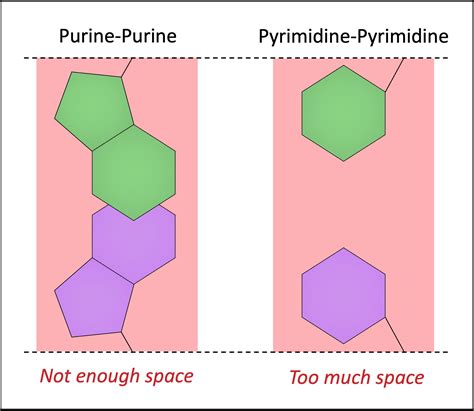 Base Pairing