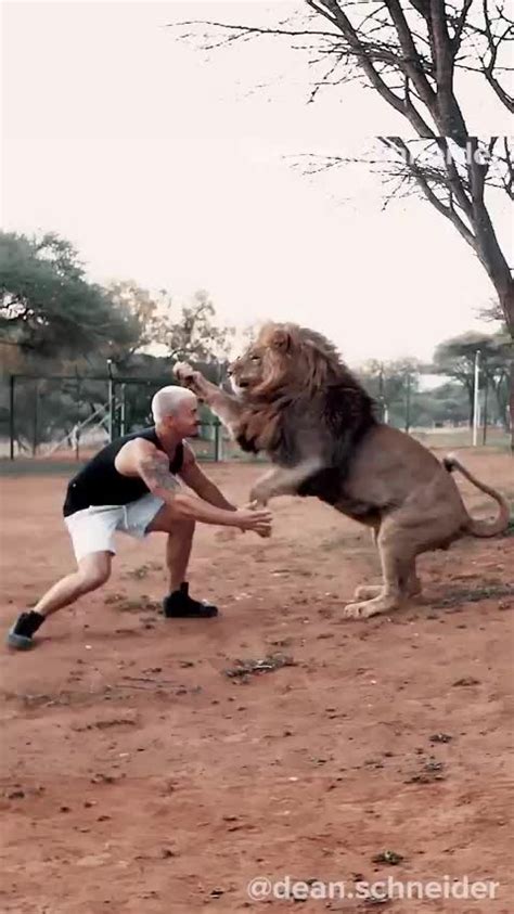 Lion Jump Album On Imgur