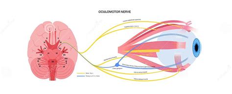 Oculomotor Nerve Poster Stock Illustration Illustration Of Optic