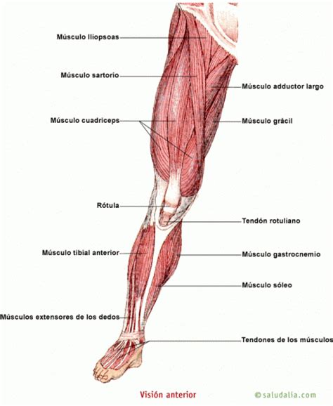 Músculos Humanos Musculos Músculos Del Cuerpo Humano
