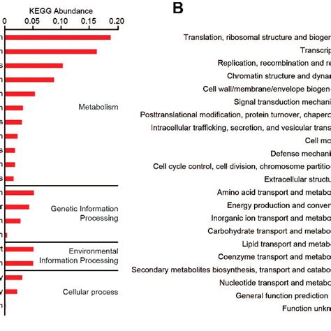 Kegg Pathway Analysis And Cog Analysis Eggnog Mapper Analysis Of 2882