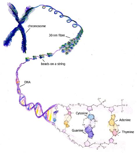 Figure 12 From Identification And Validation Of Transcription Factors