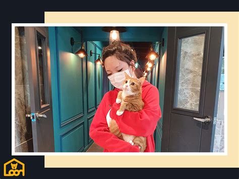 코리안숏헤어 하진이 책임분양 고양이종류 강아지종류 먼치킨 비숑프리제 강아지무료분양 유기견무료분양 시고르자브종 렉돌 친칠라 빅토리아펫보호소 입양완료