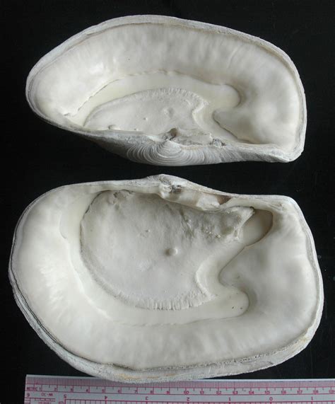 Panopea Abrupta