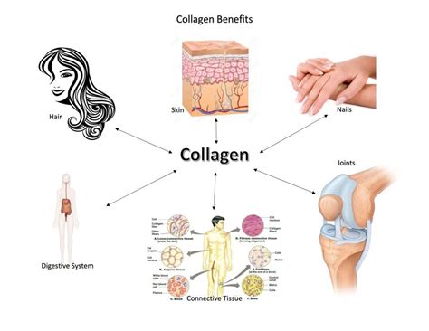 What Are The Benefits Of Collagen Why Do I Need To Take Collagen What