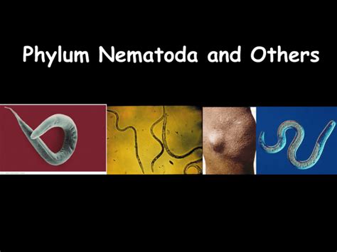 Phylum Nematoda Examples