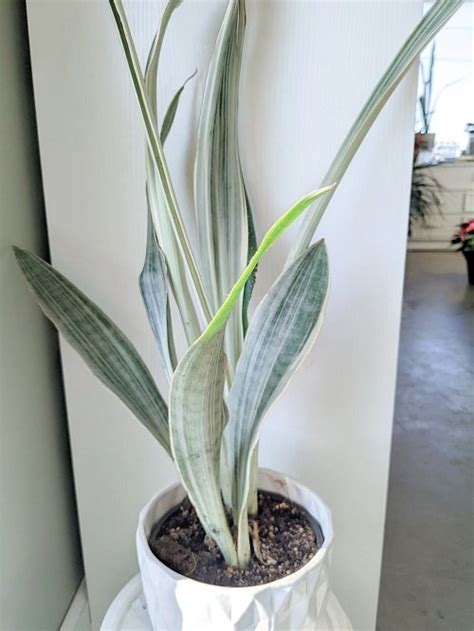 6 Most Stunning White Snake Plant Varieties