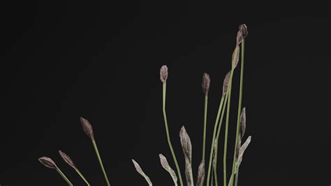 Eriophorum Plant 3d Model By Green Lander