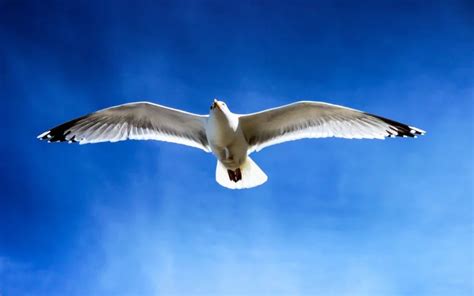 Galeb Jonathan Livingston Bestseler Koji Nas Uči Letjeti