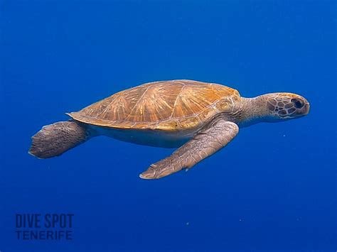 Diving Center Dive Spot Explore The Best Dive Sites In Tenerife