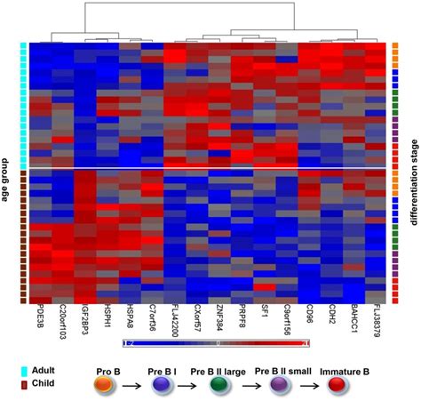 Heatmap Based On Hierarchical Clustering Of The16 Most Differentially