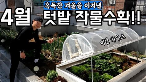 4월 텃밭 작물ㅣ혹독한 겨울을 이겨낸 작물들 Youtube