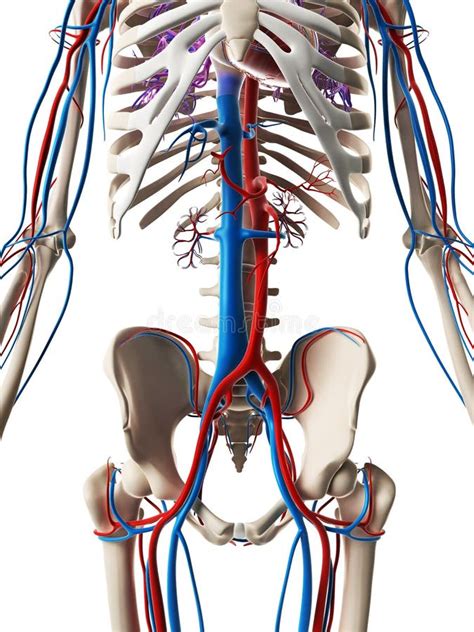 Vascular System Stock Vector Illustration Of Vascular 1760437