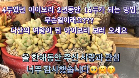 실패했던 아이보리 4두에서 16두가 된 방법 궁금하시죠 구경 와 보세요 올 한해 주신 사랑과 관심 너무 감사합니다 한해 마무리하며 주저리 주저리 이야기 해 봅니다