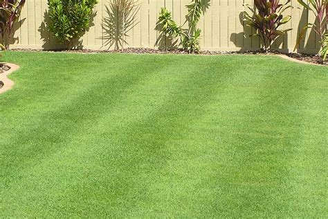 Iturf Wollongong Santa Ana And Windsor Green Couch Illawarra Turf
