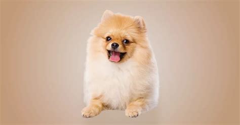 Filhote De Lulu Da Pomerânia Hotsell emergencydentistry