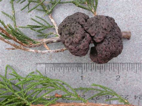 Cedar Apple Rust