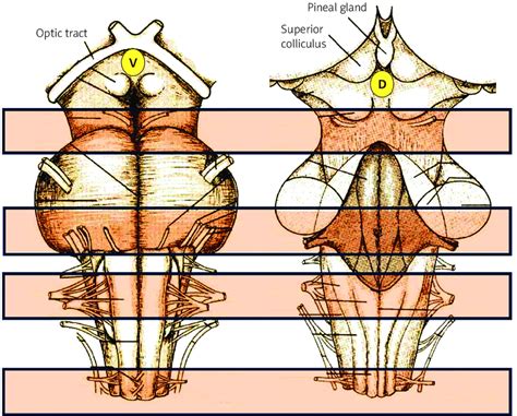 Schematic Representation Of The Brainstem And Spinal Cord Sampling In