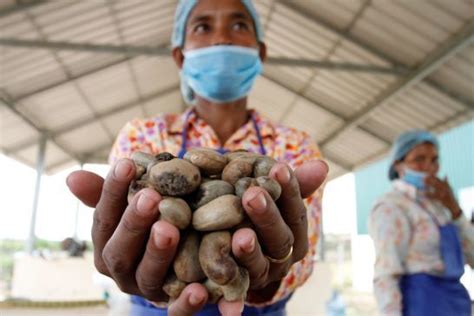 គោលនយោបាយជាតិស្តីពីស្វាយចន្ទីឆ្នាំ២០២២ ២០២៧ត្រូវបានដាក់ឱ្យប្រើប្រាស់ជាផ្លូវការ សុីសុីថាមស៍