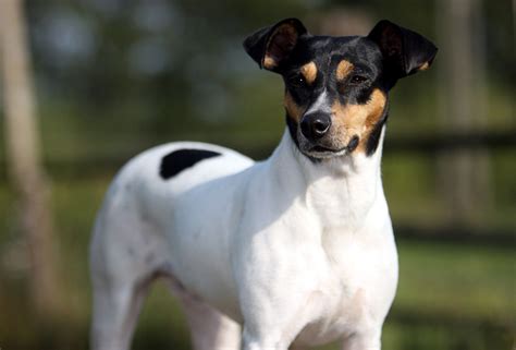 Las razas de perros más tiernas