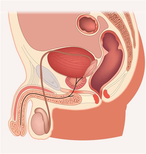 Navidad D A Del Ni O Acusador Penis Anatomy Diagram Acostumbrarse A