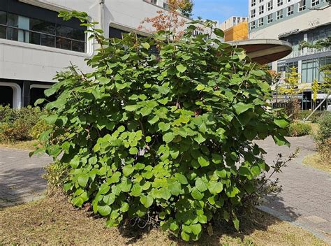 플가 박태기나무 Cercis Chinensis