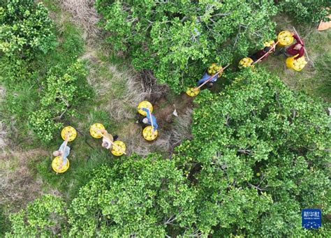 ဟိုနန်ပြည်နယ် တောက်ခရိုင်တွင် ကျွဲကောသီးများ သီးထွက်နှုန်းကောင်းနေ 新闻