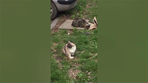 Папка кушает #безкотаижизньнета #cat #котка #киска #киски #leschats # ...